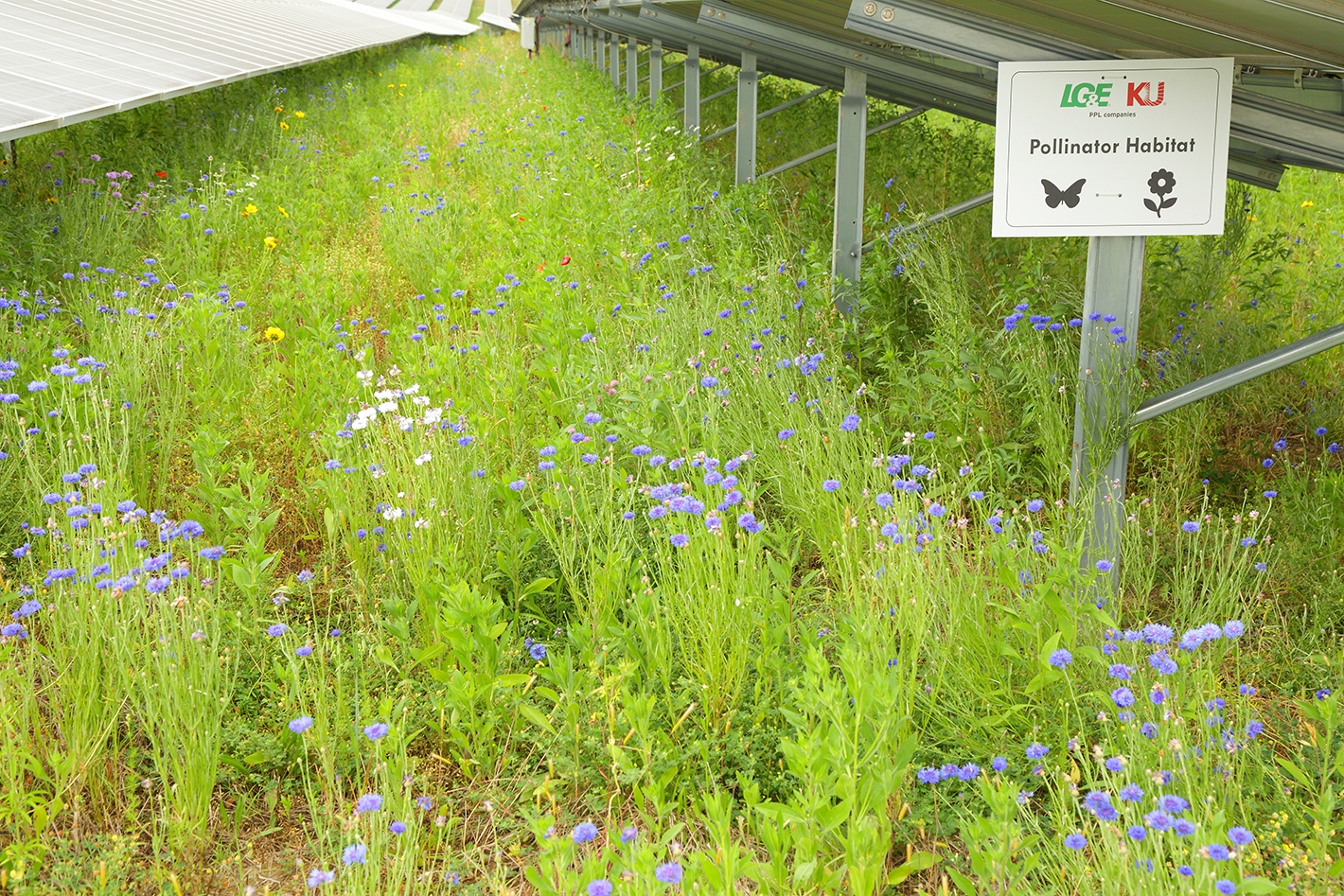 E.W. Brown Generating Station | LG&E and KU